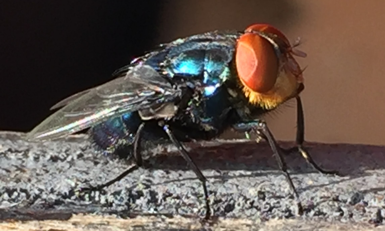 Nuclear Newswire -- ANS